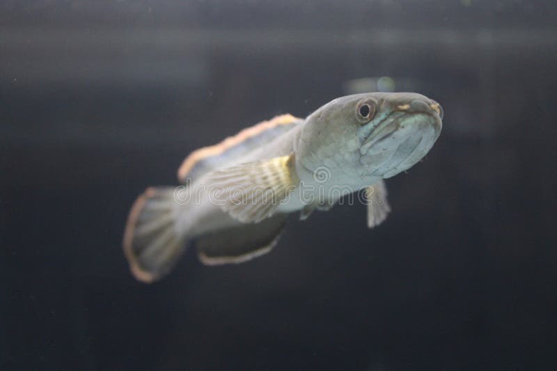 Caring for Limbata Snakehead Fish from Indonesian Waters, they are ...