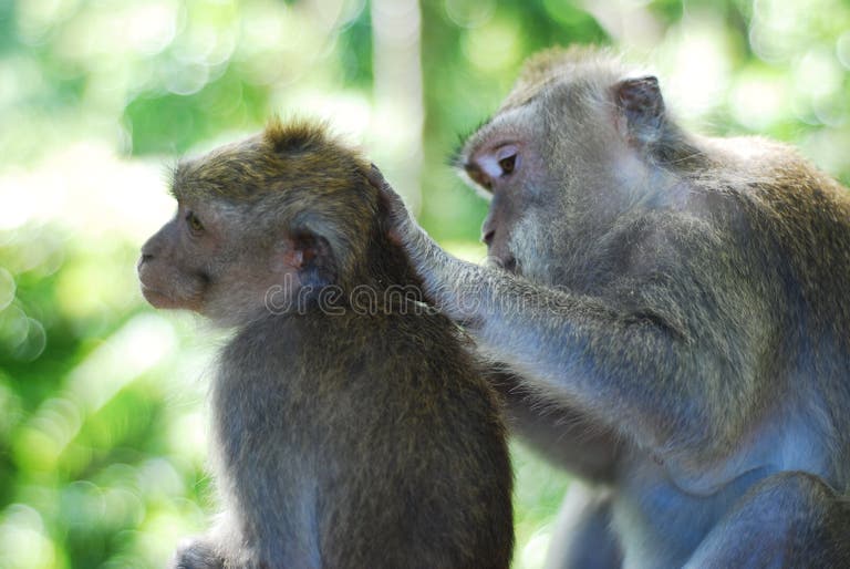 Caring monkeys stock image. Image of fauna, cares, asia - 2884215