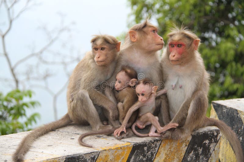 Three Monkeys stock photo. Image of looking, nervous, wall - 7231590