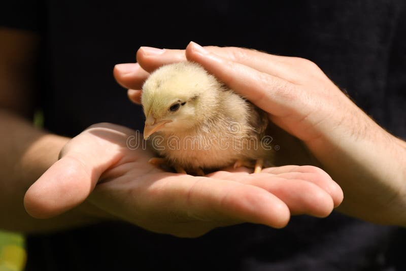 340 Baby Chicken Human Hands Stock Photos - Free & Royalty-Free Stock ...