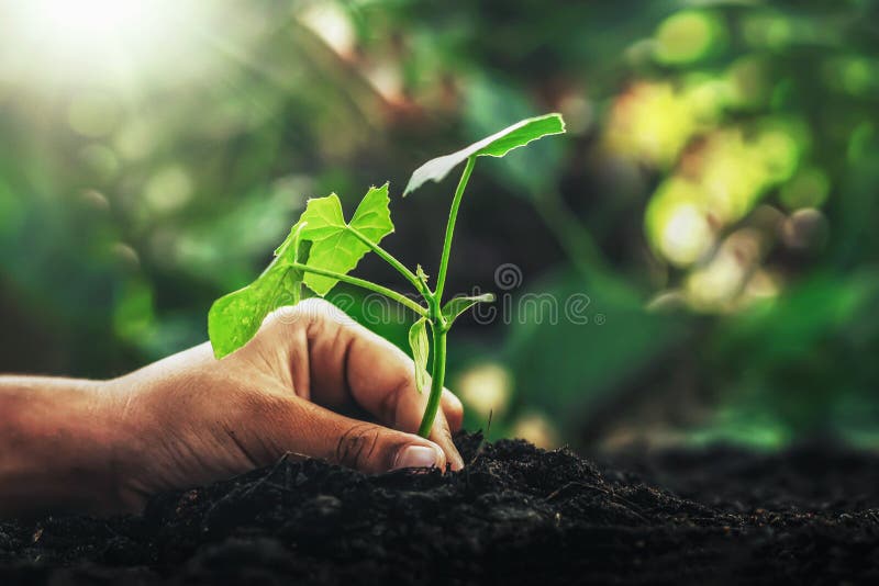 Caring for Small Green Trees in Hand Stock Image - Image of holding ...