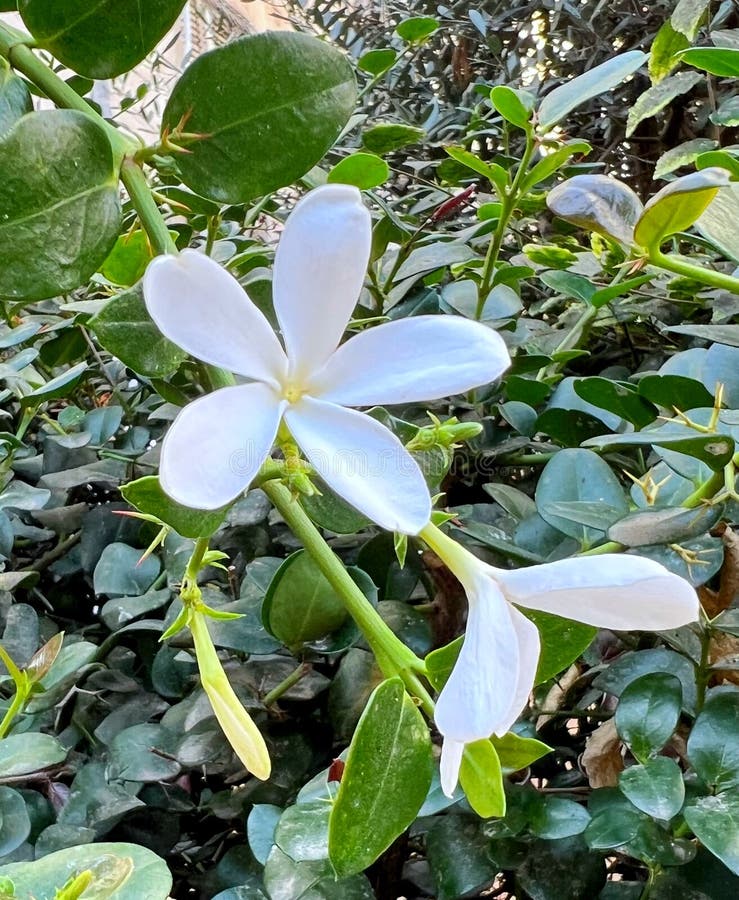 Carissa macrocarpa imagem de stock. Imagem de nave, verde - 260241193