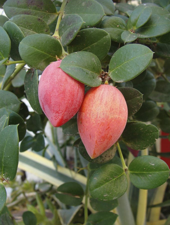 Carissa Macrocarpa Aux Fruits Image stock - Image du plomb, arbuste ...