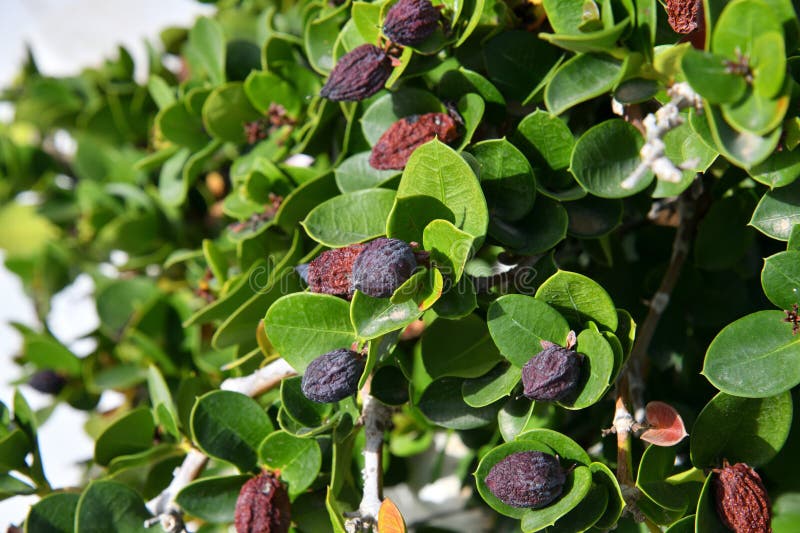 Carissa Macrocarpa is Evergreen Shrub Called Ornamental Plum Stock ...