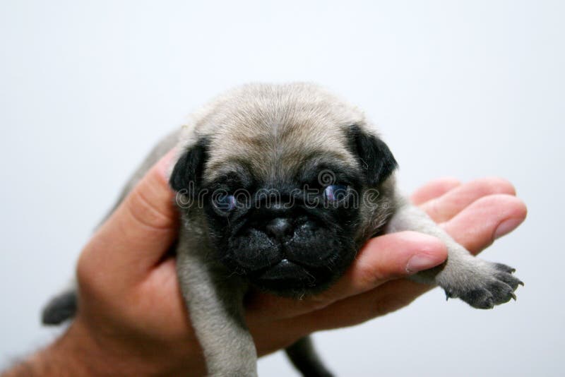 Carlin Picture. Image: 3069938