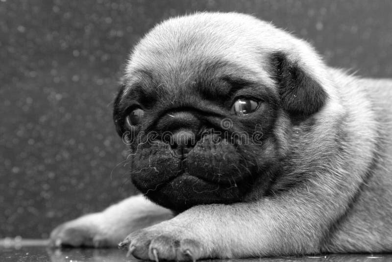 Carlin stock image. Image of mops, play, home, puppy, carlin - 3070153