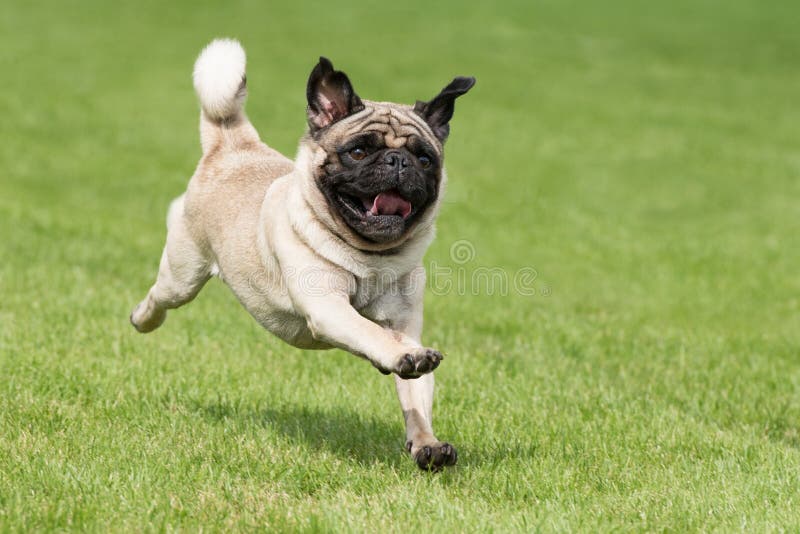 Carlin dog is running stock image. Image of garden, pace - 58985393