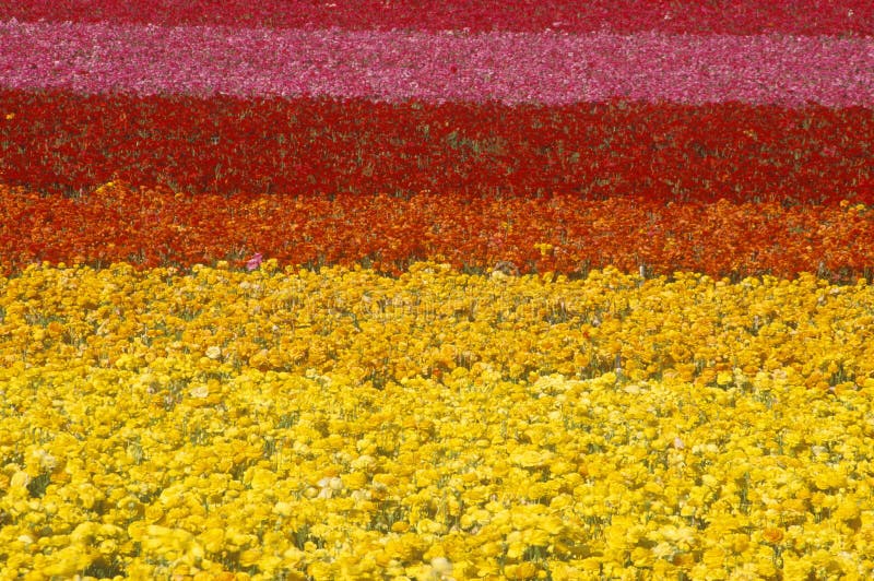 Ranunculus Flower Field, San Diego, CA Stock Image - Image of ...