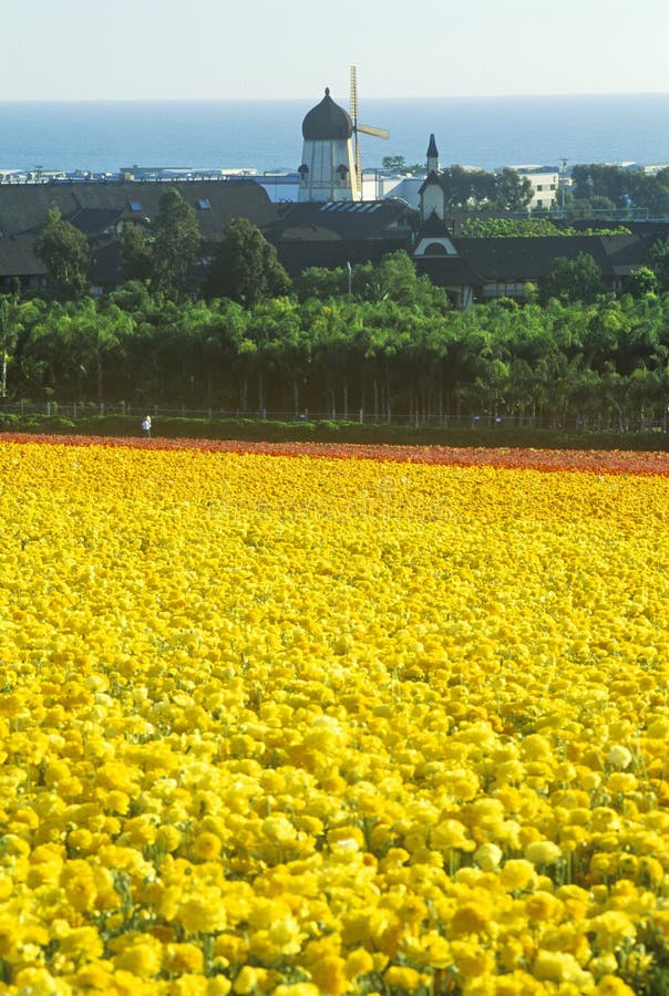 Ranunculus Flower Field, San Diego, CA Stock Image - Image of ...