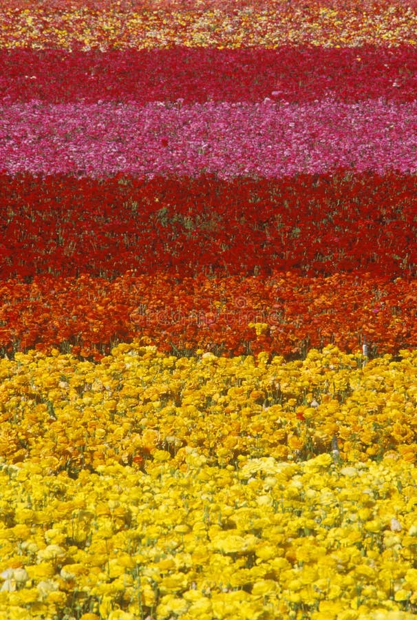 Ranunculus Flower Field, San Diego, CA Stock Image - Image of ...