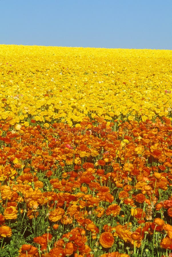 Ranunculus Flower Field, San Diego, CA Stock Image - Image of ...
