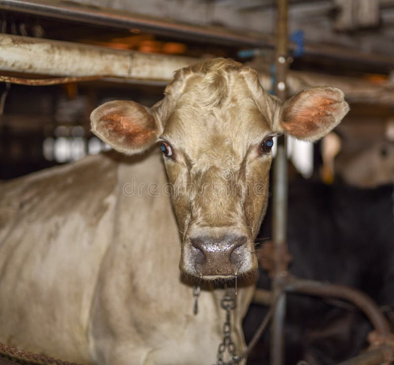 Carmel cow stock image. Image of cute, animal, carmel - 130381933