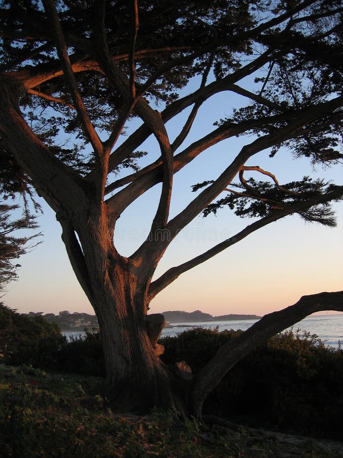 Carmel sunset tree stock image. Image of water, mood, ocean - 28579