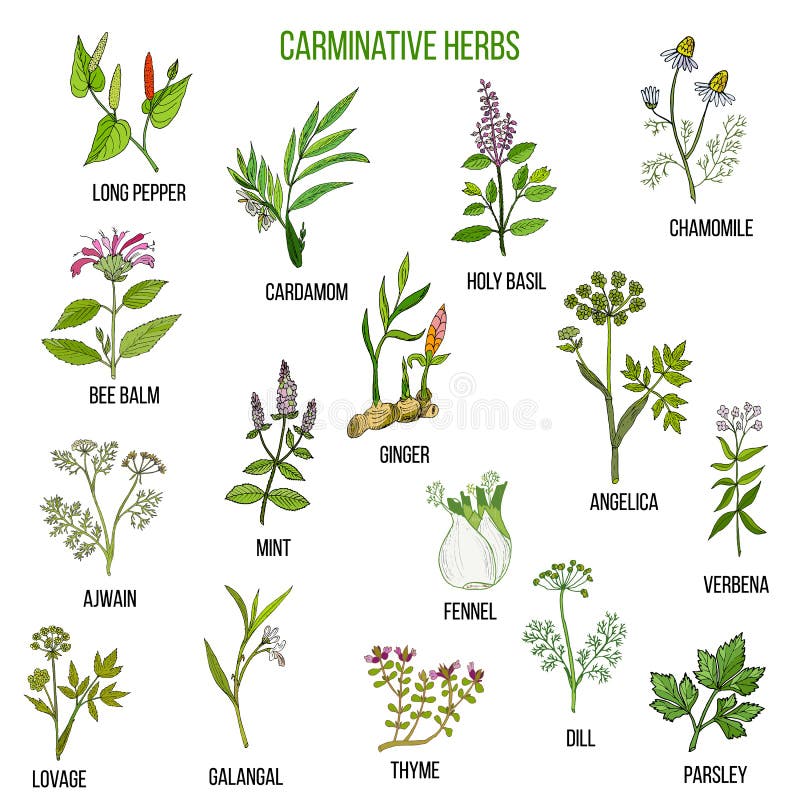 Carminative Herbs. Hand Drawn Set Stock Vector - Illustration of ...