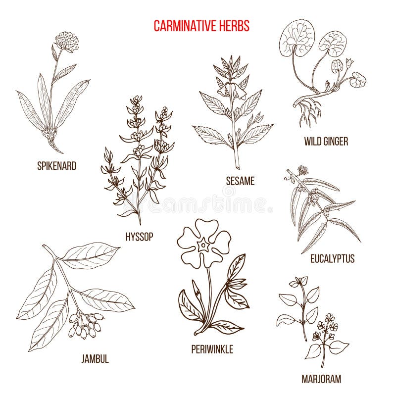 Carminative Herbs. Hand Drawn Set Stock Vector - Illustration of ...