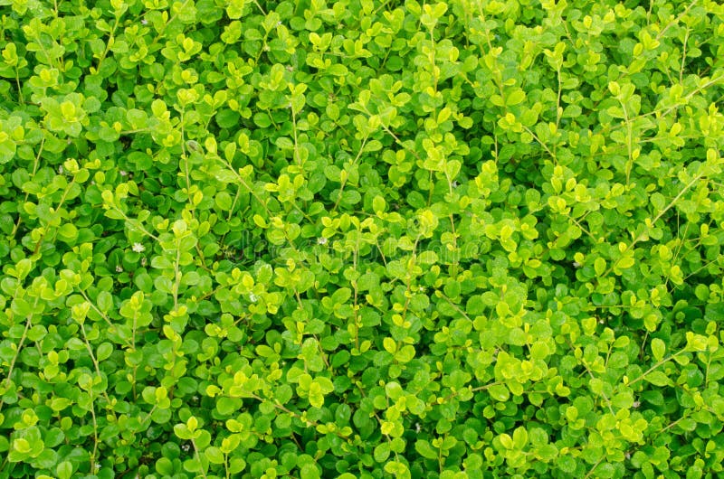 Green Carmona Retusa Or Fukien Tea Tree Stock Photo - Image of ...