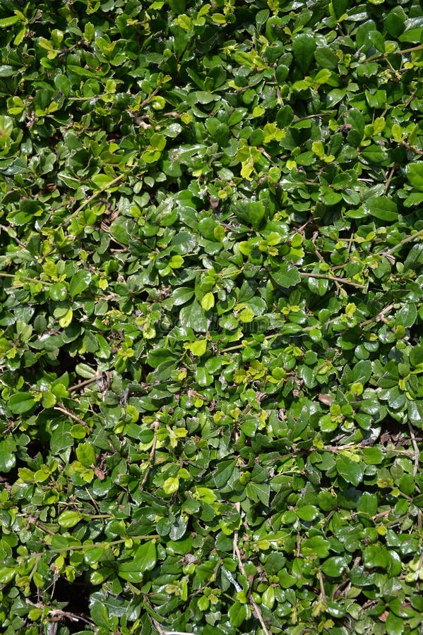 Carmona retusa plants stock photo. Image of fresh, background - 76874138