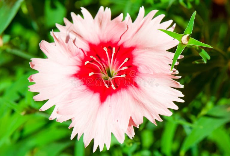 A carnation stock photo. Image of pink, floral, sprouts - 20025630