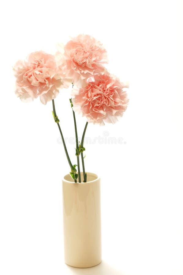 Dianthus Caryophyllus Raspberry Ripple Stock Photo - Image of carnation ...
