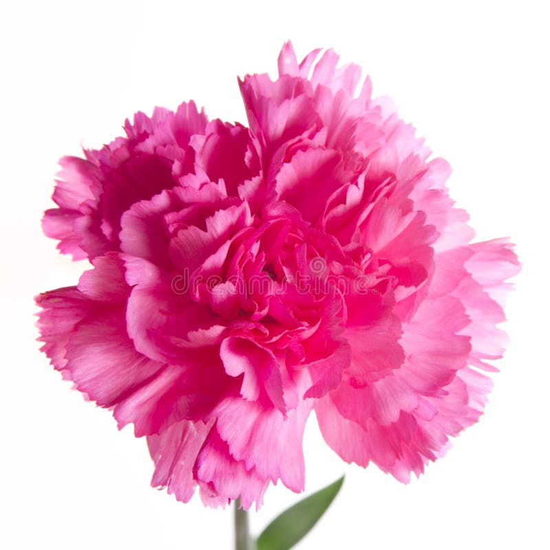 Beautiful Purple Carnation stock image. Image of beautiful - 20557905