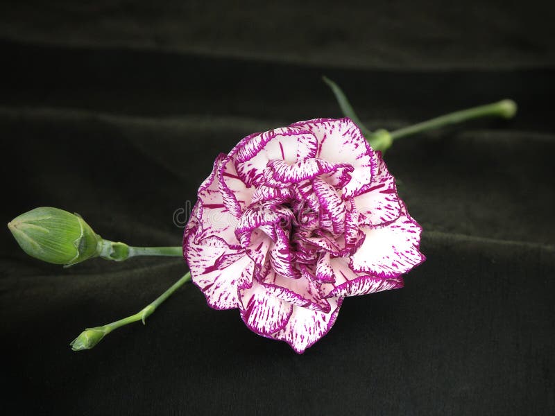Carnation stock photo. Image of breath, floral, babies, purple - 80132
