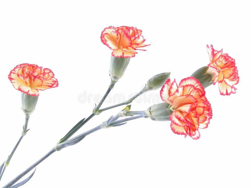 Carnation stock photo. Image of grace, nature, flowers - 495640