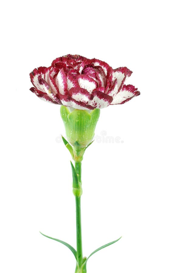 Single carnation stock image. Image of macro, bright - 14541367