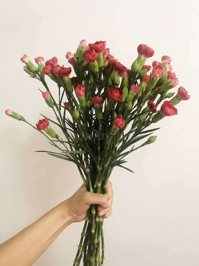 Bouquet of Carnation Red Arrangement Stock Image - Image of branch ...