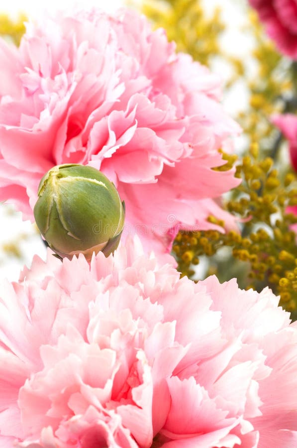Carnation and bud stock photo. Image of green, garden, houseplant - 766914