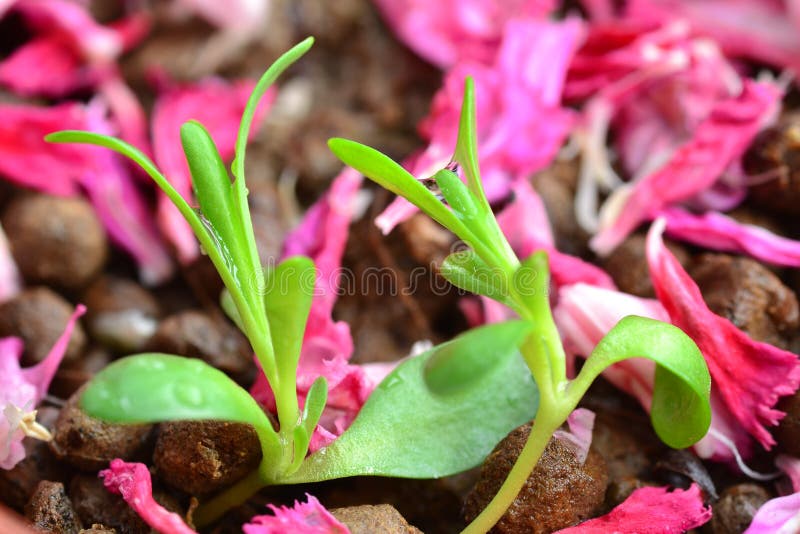 Carnation Burgeoning Stock Photos - Free & Royalty-Free Stock Photos ...