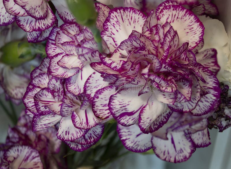 Carnation in close up stock photo. Image of close, white - 174865506