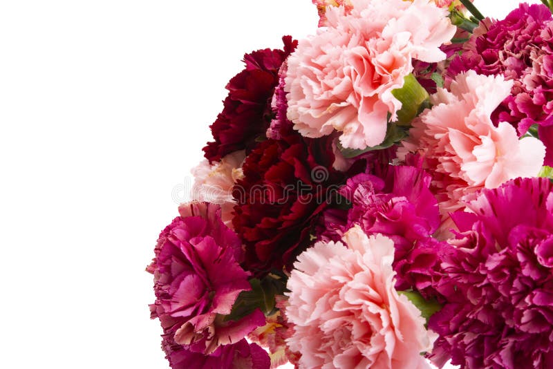 Carnation Close Up Isolated Stock Photo - Image of floral, closeup ...