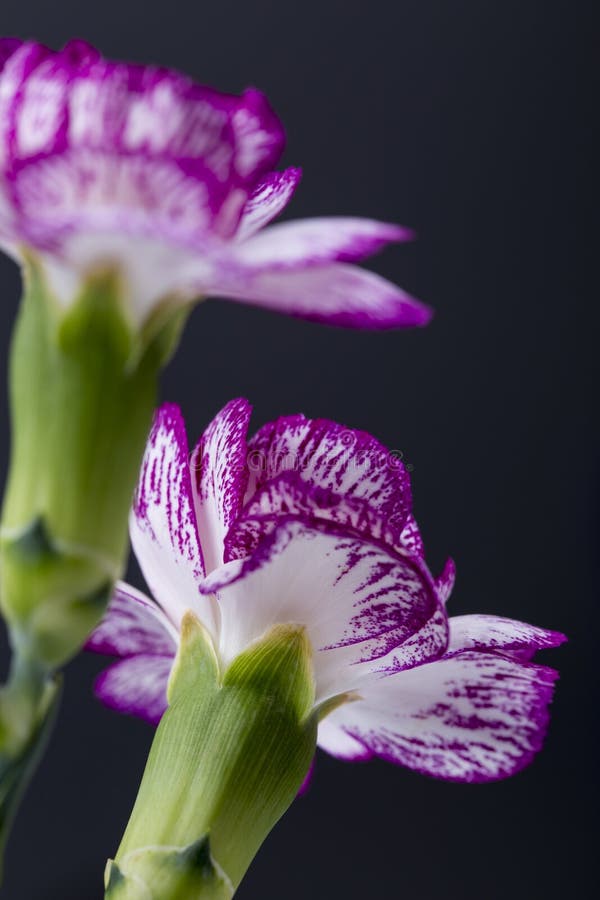 Carnation Closeup stock photo. Image of botany, close - 83204922