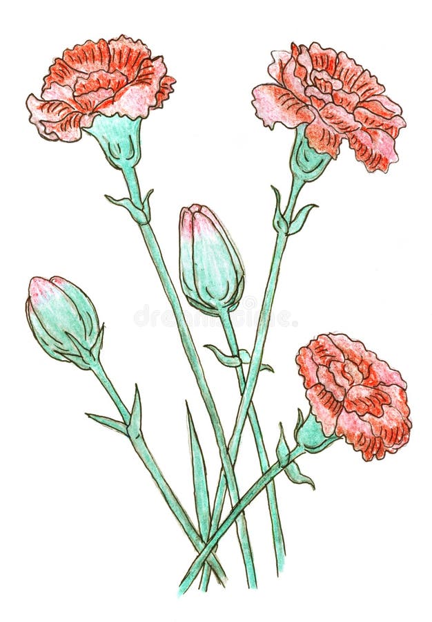 Carnation colored drawing stock illustration. Illustration of design ...