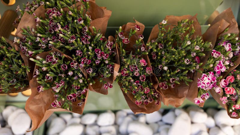 Carnation Cones and Pink Cloves Sprouting Naturally Stock Image - Image ...