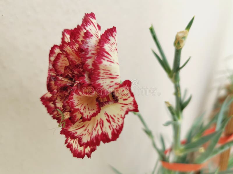 Two tone Carnation flower stock photo. Image of plant - 183879110