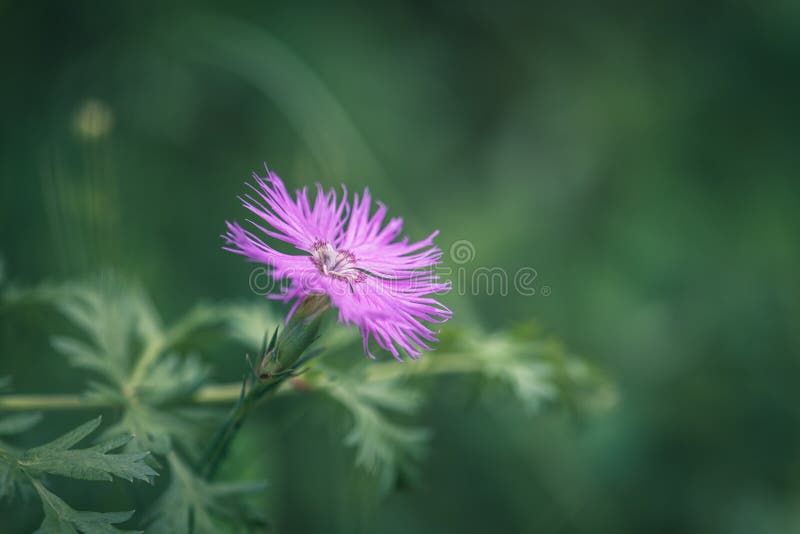 Carnation Flower Focus on Foreground Stock Photo - Image of isolated ...