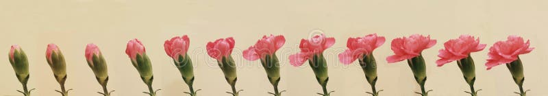 Carnation Flower stock photo. Image of plant, growing - 54343286
