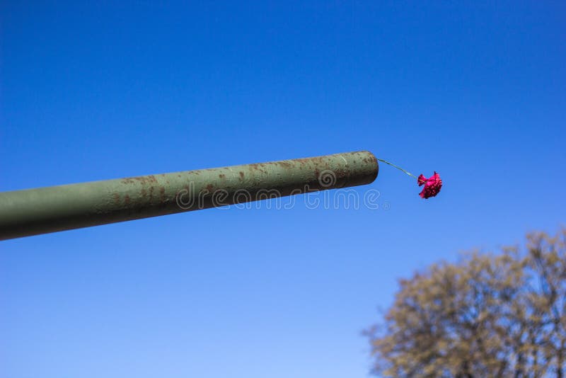 Carnation Flower in the Muzzle of the Tank Against the Blue Sky ...