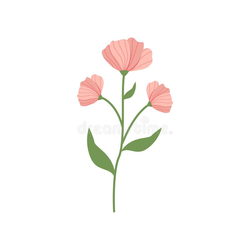 Carnation Flower Printable Decor Vector Illustration Design Stock ...