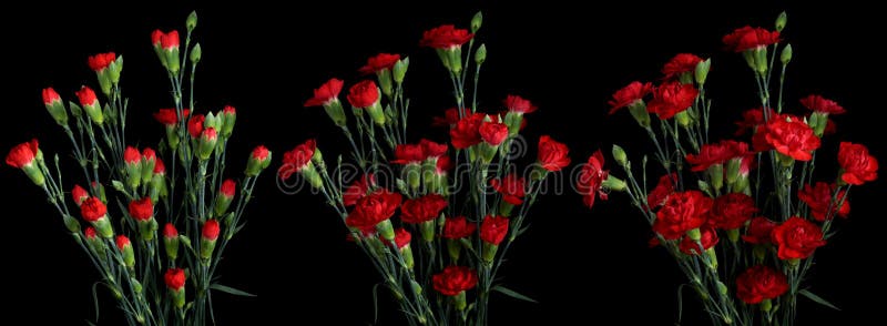 Carnation Flower Series stock image. Image of concept - 87771239