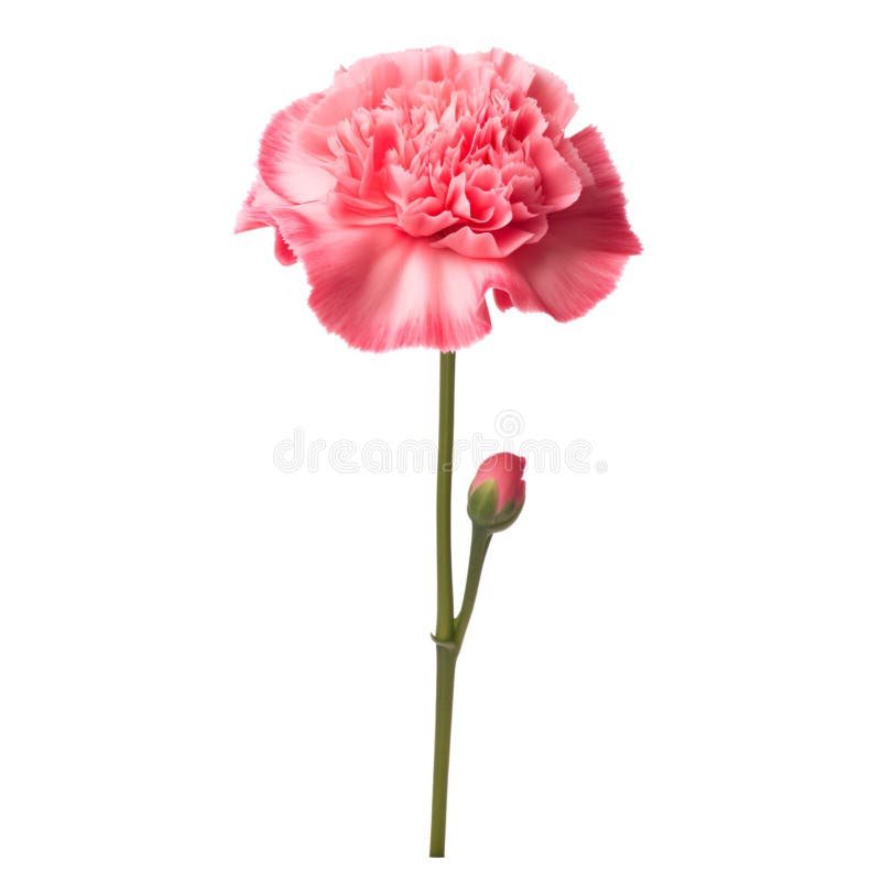 Carnation Flower on Transparent Background Stock Illustration ...