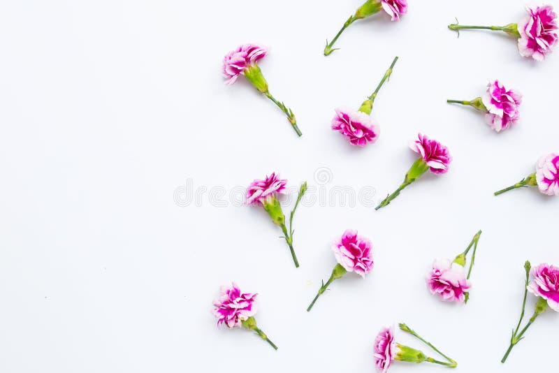 Carnation Flower on White Background Stock Image - Image of fresh, card ...