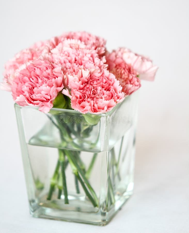 Carnation flowers stock image. Image of floral, carnation - 34268507