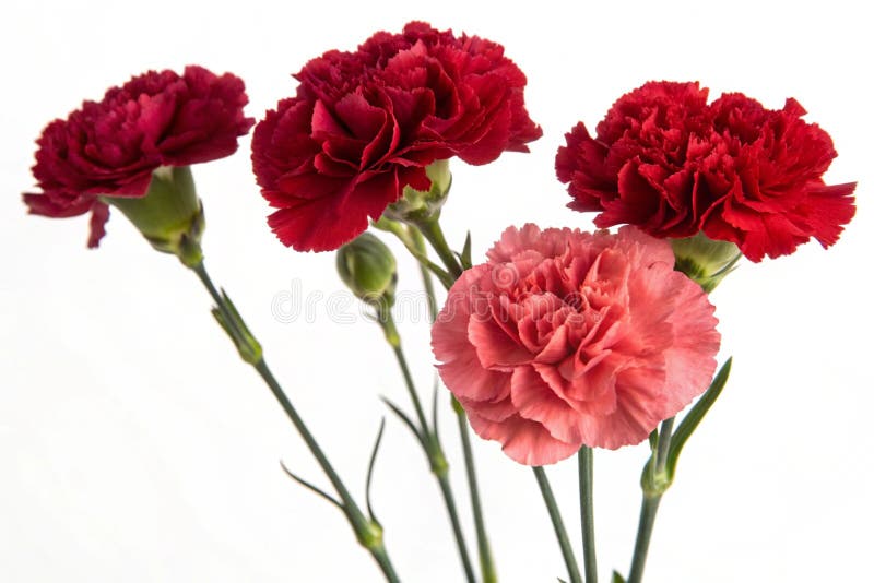 Carnation Flowers in Crimson and Primrose Red Stock Illustration ...