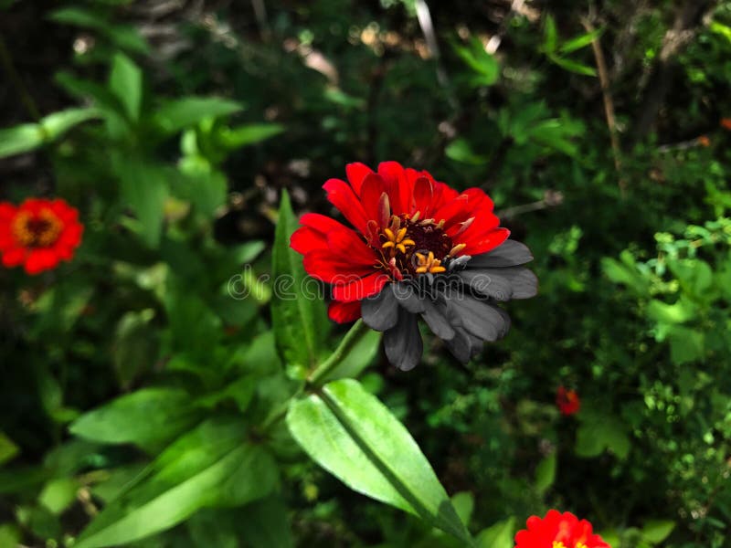 Two Different Flowers Blooming Together