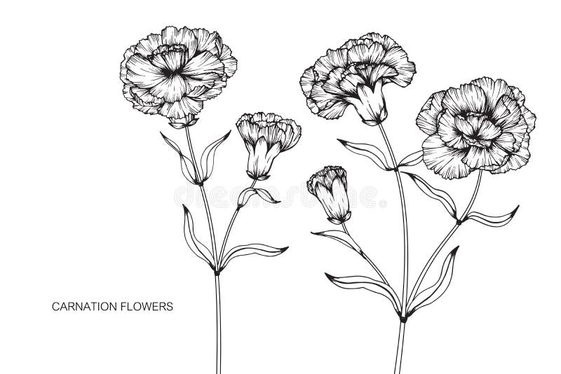 Carnation Flowers Drawing and Sketch with Line-art on White Back Stock ...