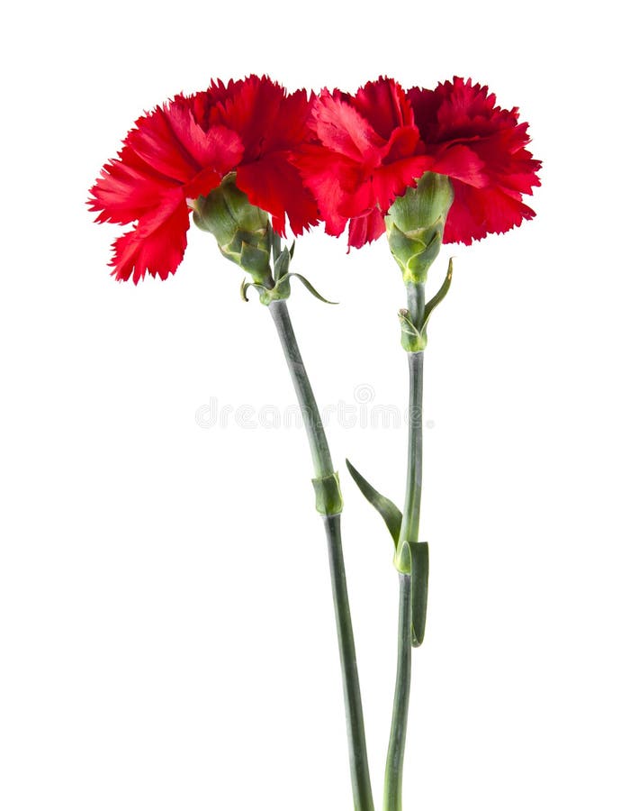 Carnation Flowers Isolated on White Background Stock Image - Image of ...
