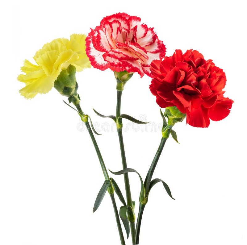 Carnation flowers stock photo. Image of variegated, dianthus - 246999362
