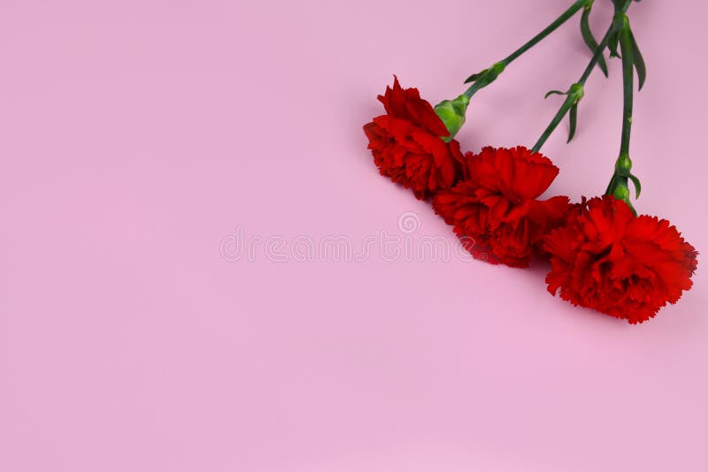 Carnation Flowers on a Pink Background. Symbol of Victory Day Stock ...